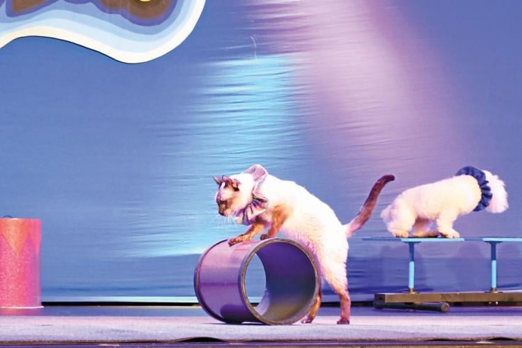 The Amazing Pets Show: Branson production offers year-round fun at ...