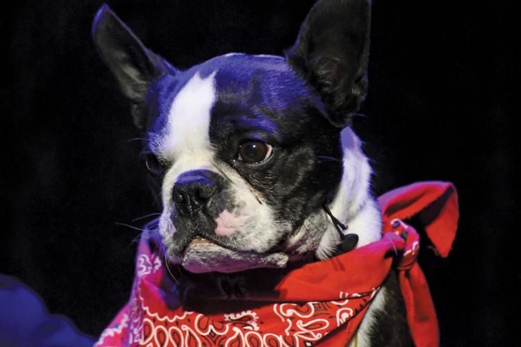 Todd Oliver & Irving the Talking Dog: Ventriloquist returns to Branson ...