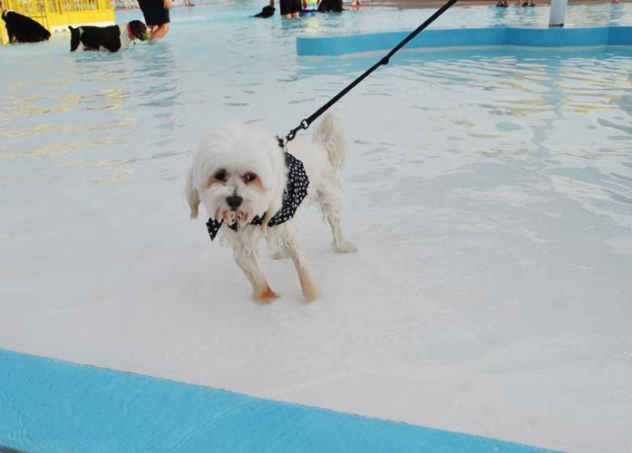 Dive-In draws dozens of pets to pool at Branson RecPlex | News Free ...