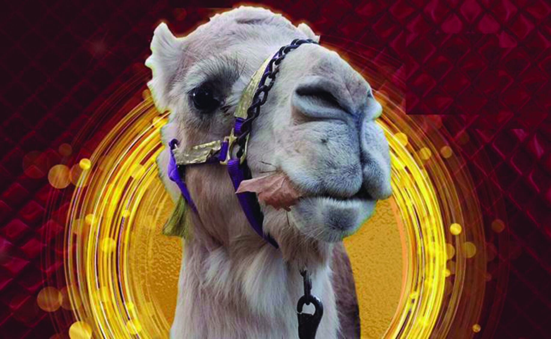 Light City Church to host living nativity scene | Local News ...