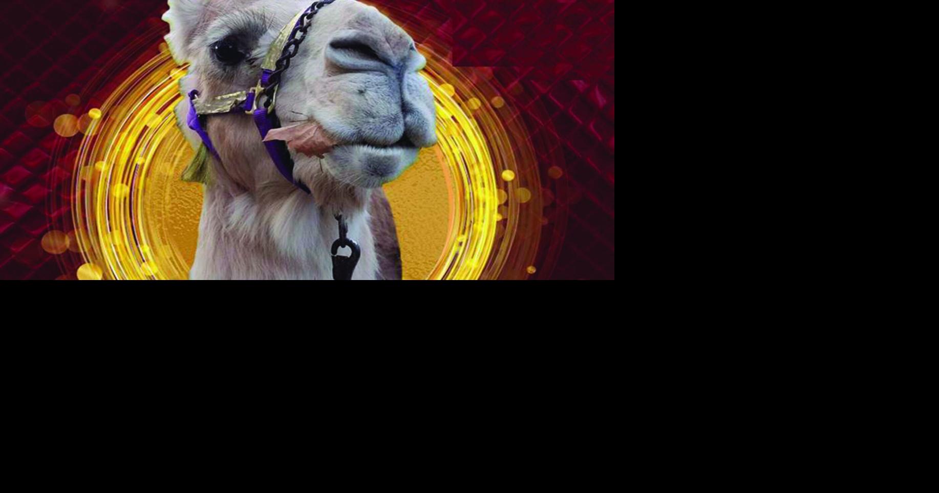 Light City Church to host living nativity scene | Local News ...