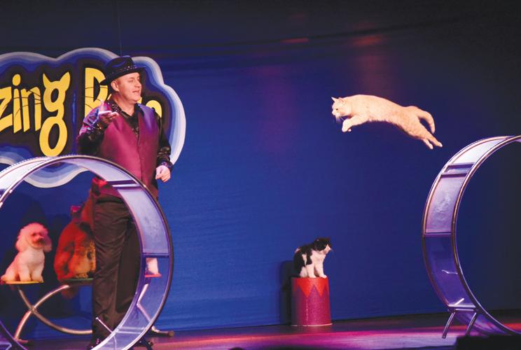 Incredible, wonderful, ‘Amazing Pets’ | Entertainment ...