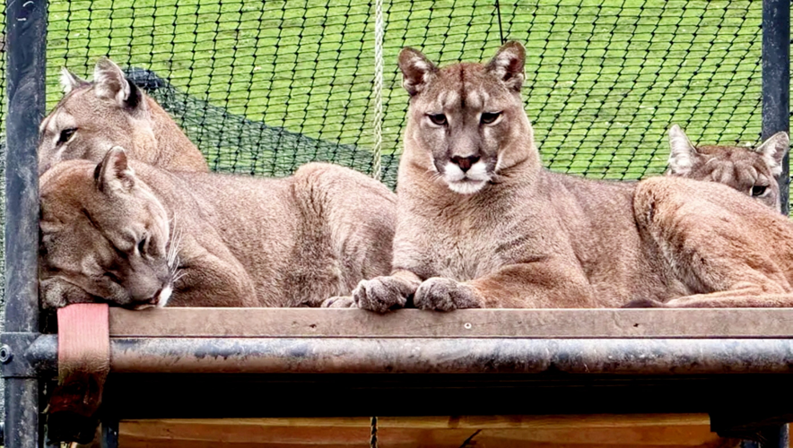 Boom in exotic animals being sold on social media | National ...