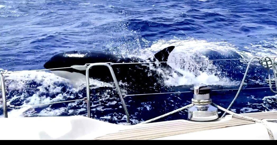 Pod of killer whales attack and disable sailboat off the coast of Morocco