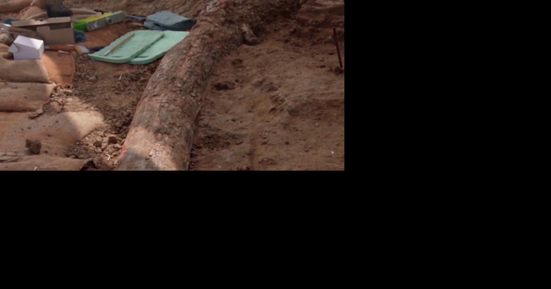 Prehistoric fossilized elephant tusk dug up by paleontologists in Israel