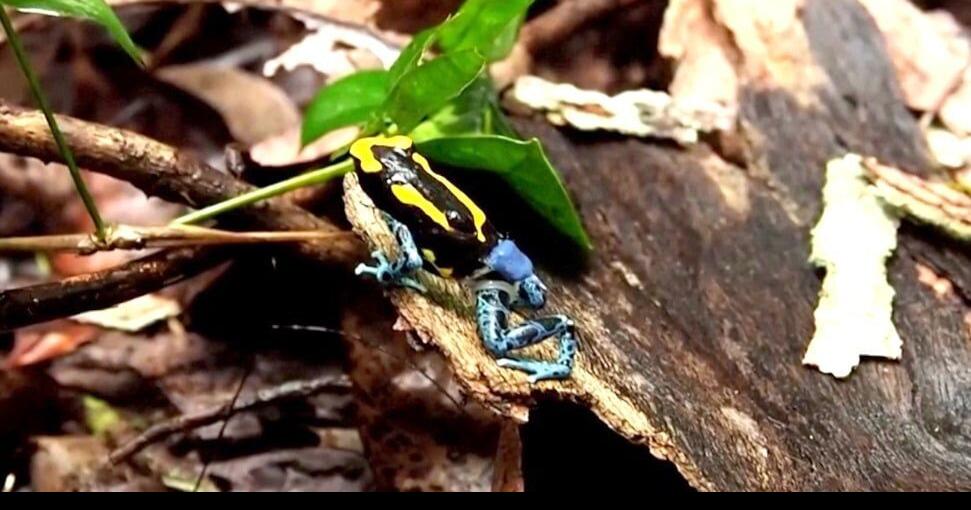 Why scientists are putting tiny pants on poisonous tree frogs, and more ...