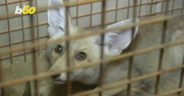 Rescued Arabian red foxes released back into the wild in Syria