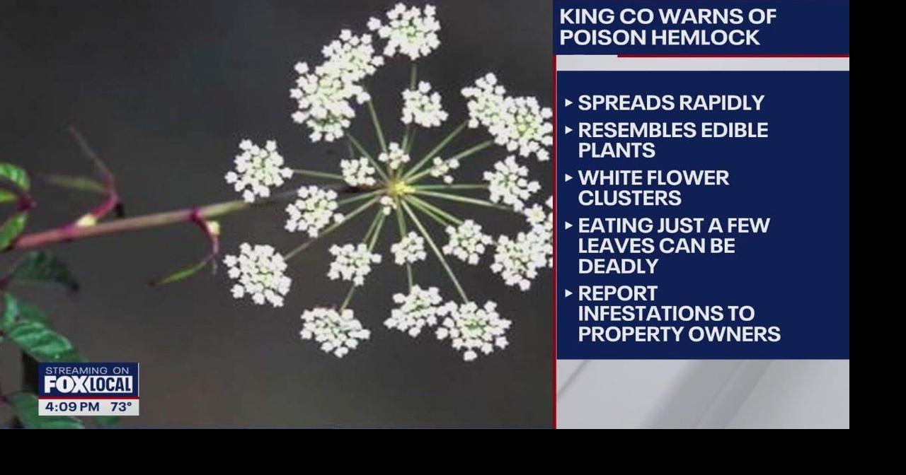 King County, WA warns of poison hemlock