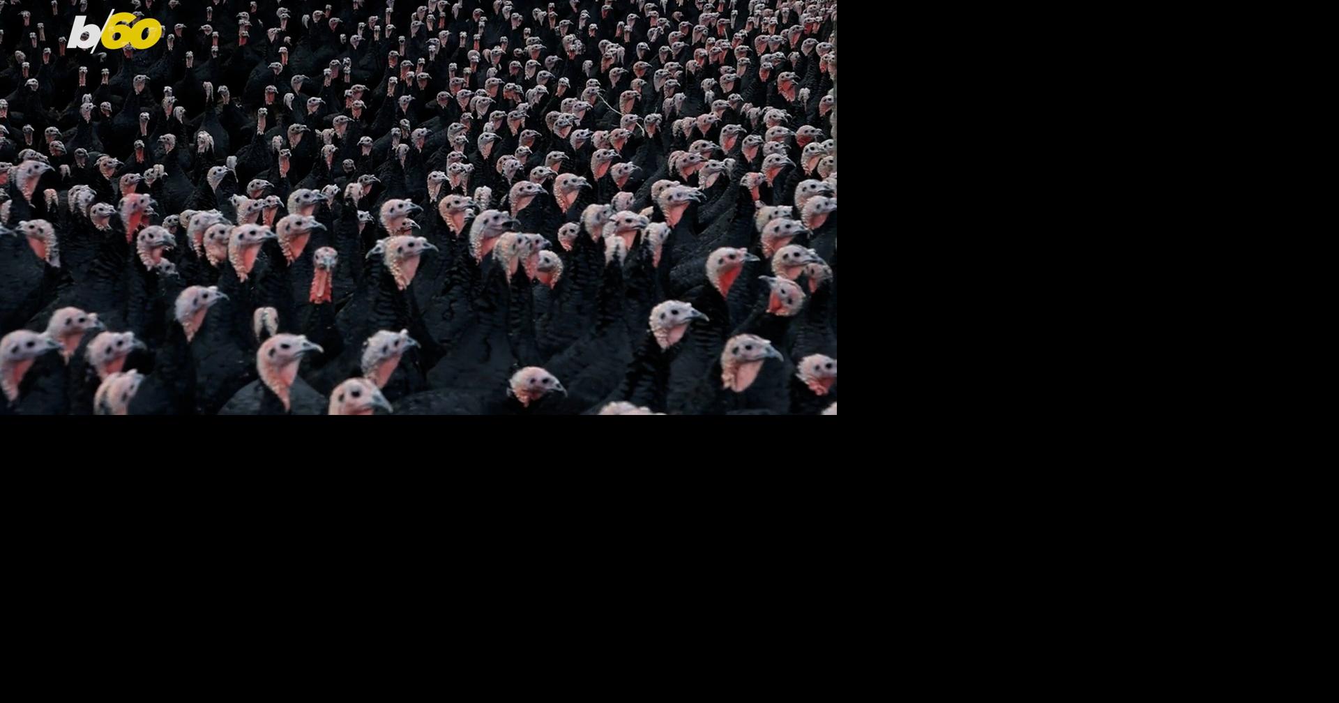 Why do we eat turkey on Thanksgiving?