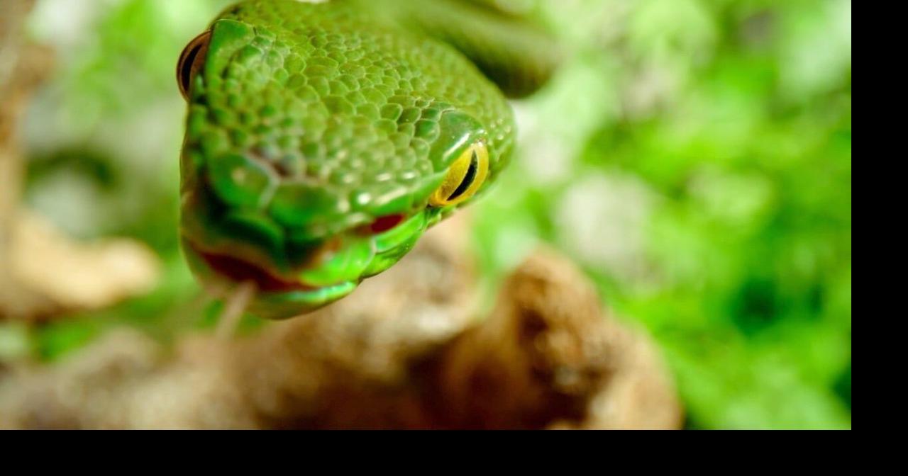 Snakes’ invisible ears are more critical for their survival than you ...
