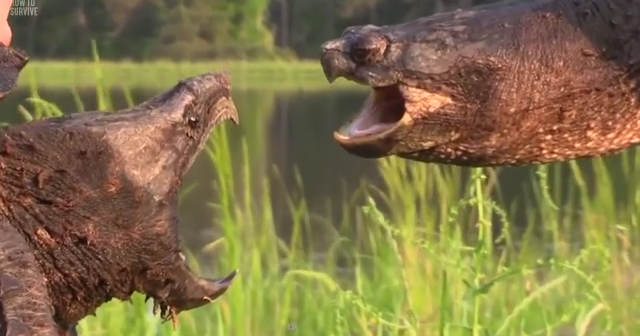 How to survive a snapping turtle bite