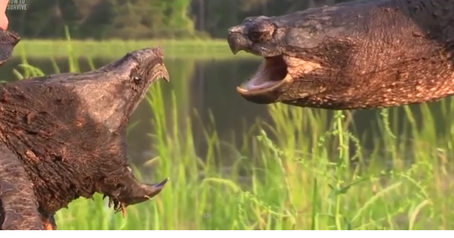 How to survive a snapping turtle bite
