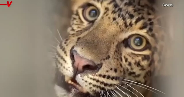 Young leopard rescued after falling into a well in India