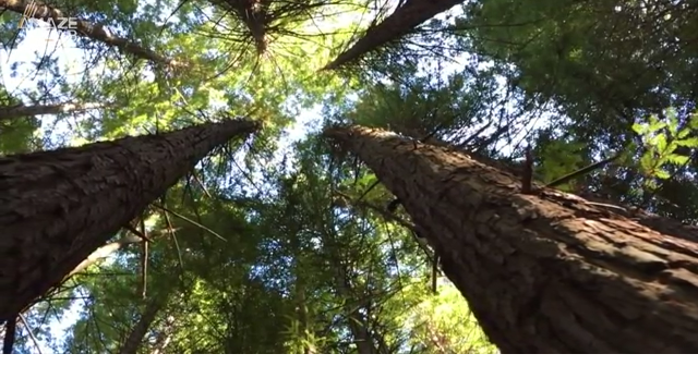 How earthquakes might actually help trees grow