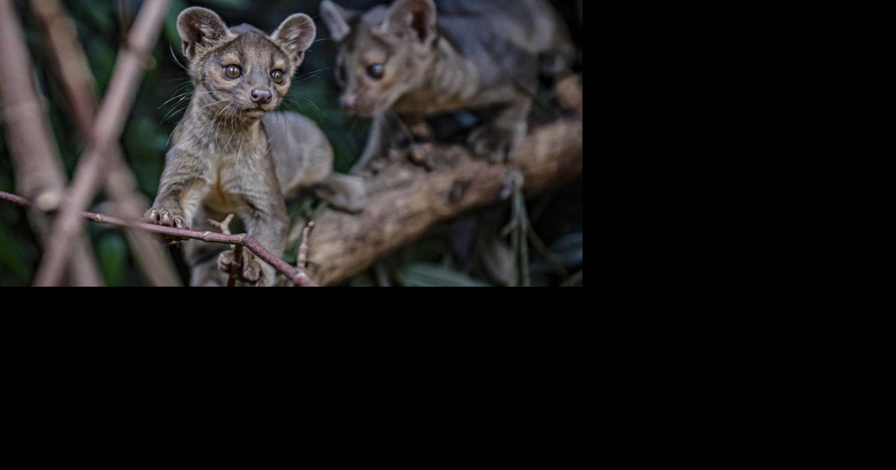 UK zoo shares rare sighting of adorable Madagascan fossa pups