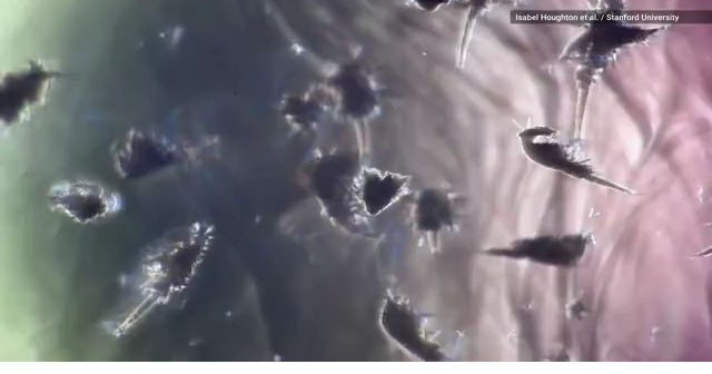 These small sea insects can create ocean currents