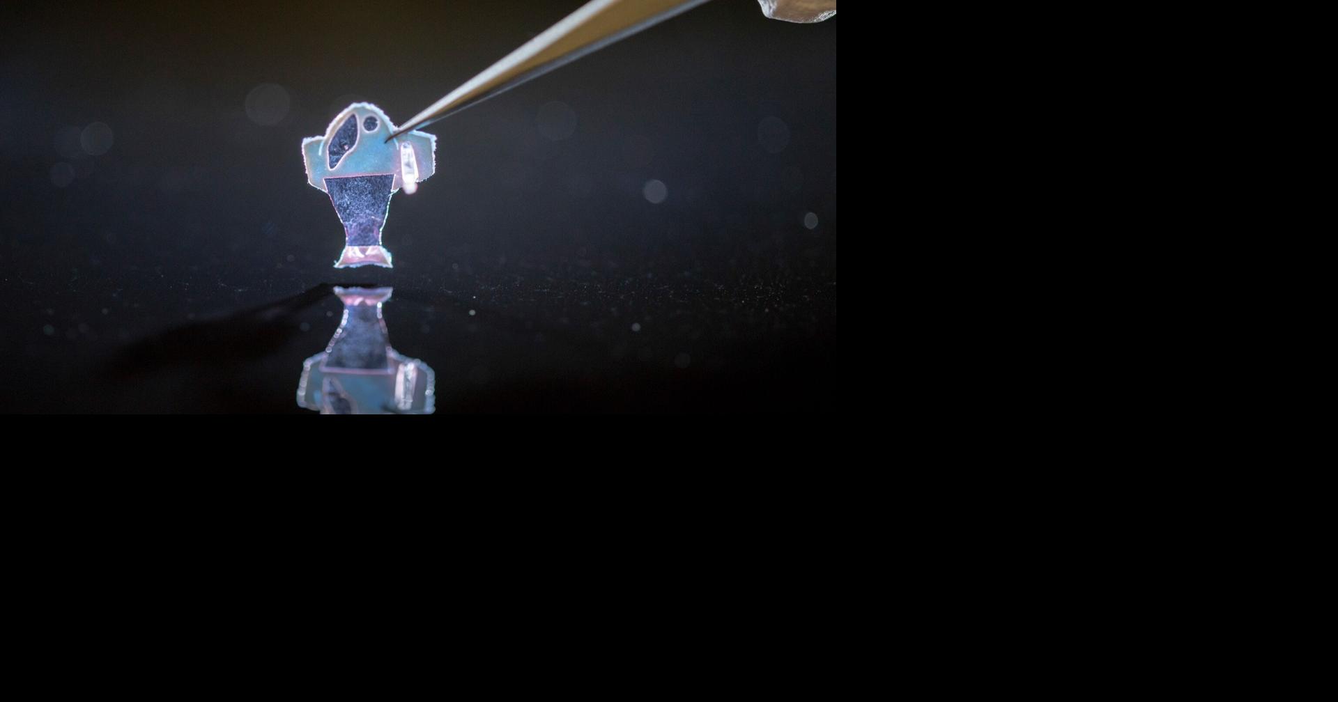 'Biohybrid fish' made from human cardiac cells swims like a beating heart