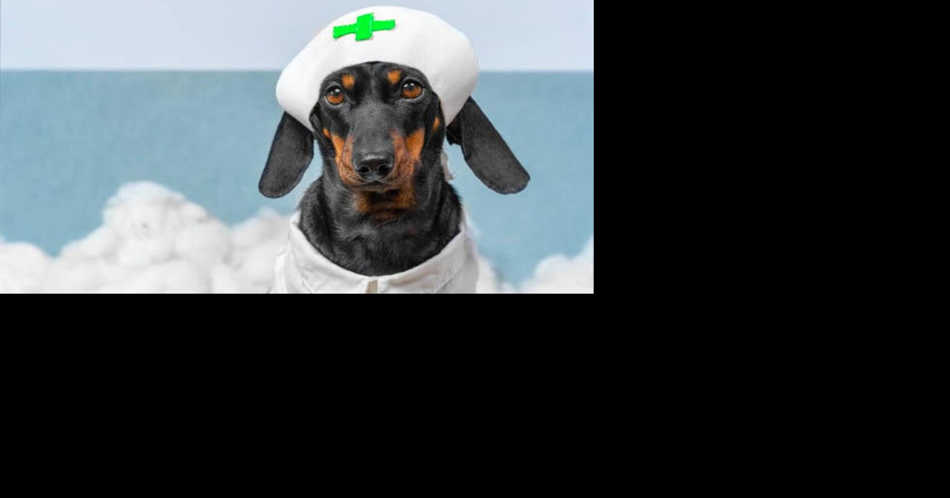 5 Razones Por Las Que Tener Un Perro Es Bueno Para La Salud