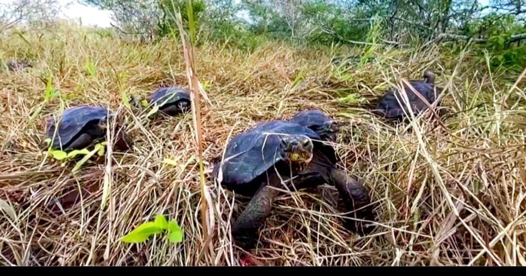 Captive tortoises released into the wild in conservation effort, and ...