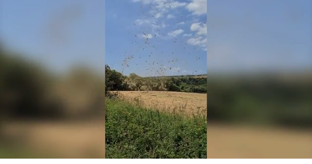 Wild footage shows a 'dust devil' caught on video in a British field