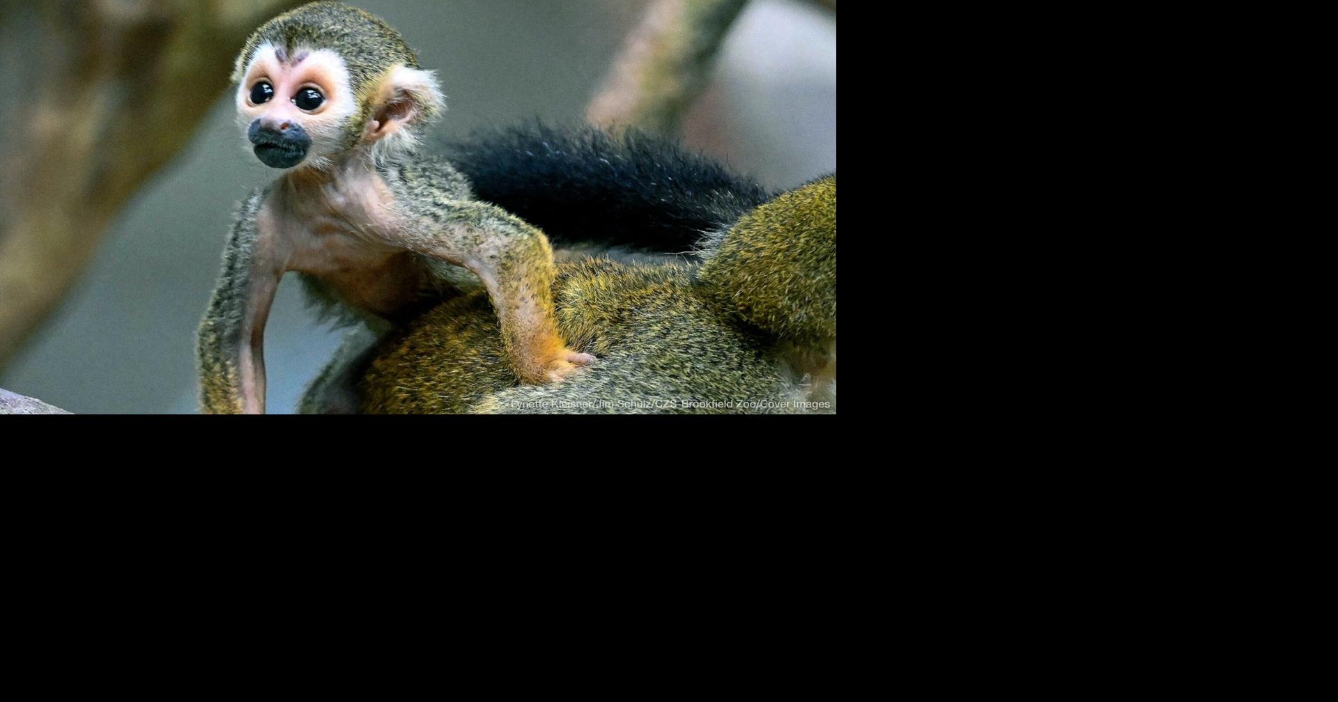 Baby squirrel monkey and cotton-top tamarins are the newest residents at Chicago zoo