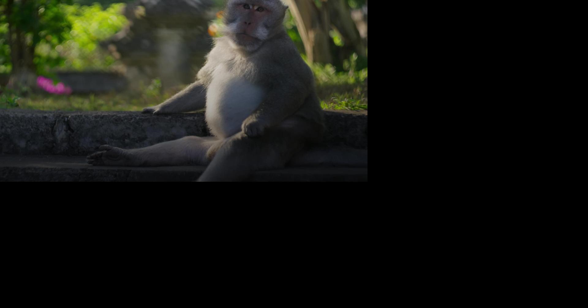 Sir David Attenborough describes 'shocking' phone-stealing long-tailed ...