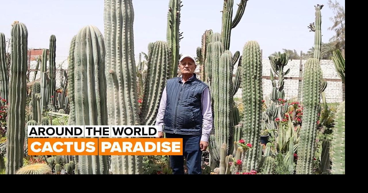 Take a look inside one of the world's biggest cactus farms