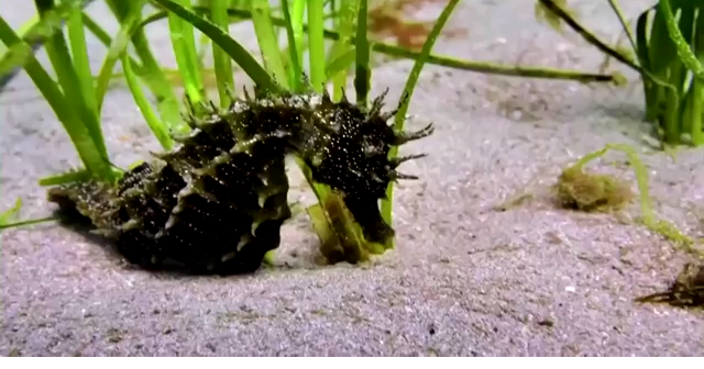 Rare seahorse spotted along U.K. coast