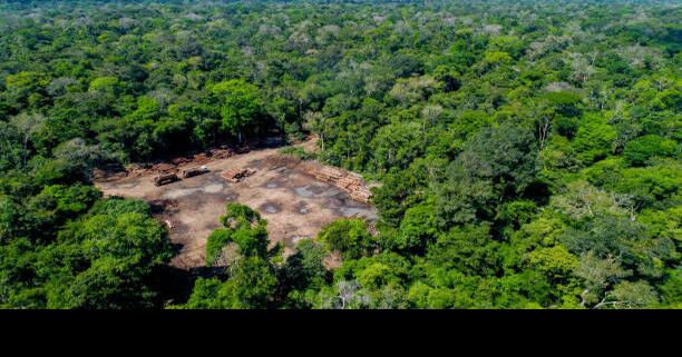 Study: Amazon rainforest losing its ability to recover from damage