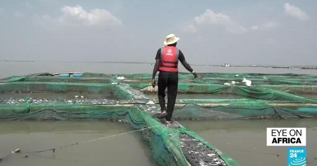 Togo's Tilapia farms fight foreign imports, smuggled fish from China