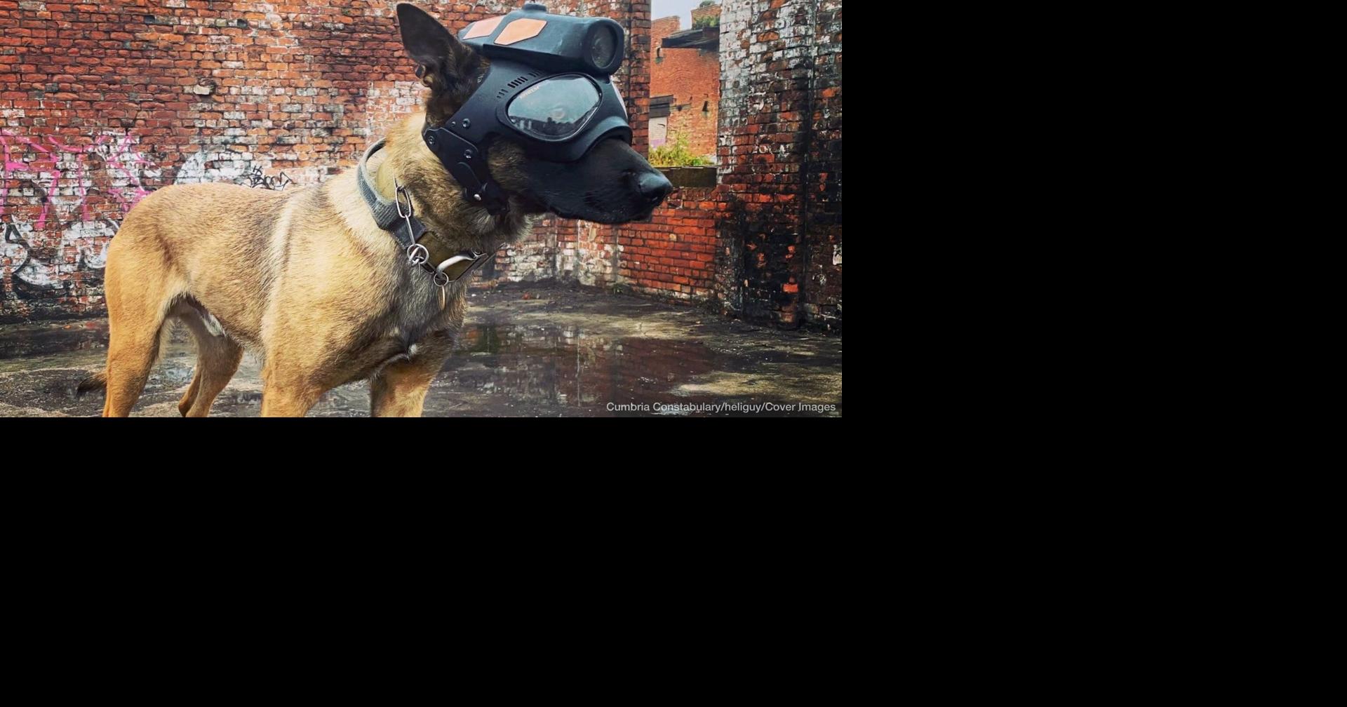 British police dogs get state of the art headcams