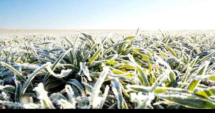 How to prepare for the first frost of the year
