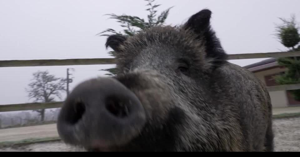 This Wild Boar Has Found Herself Caught in a Legal Battle for Survival