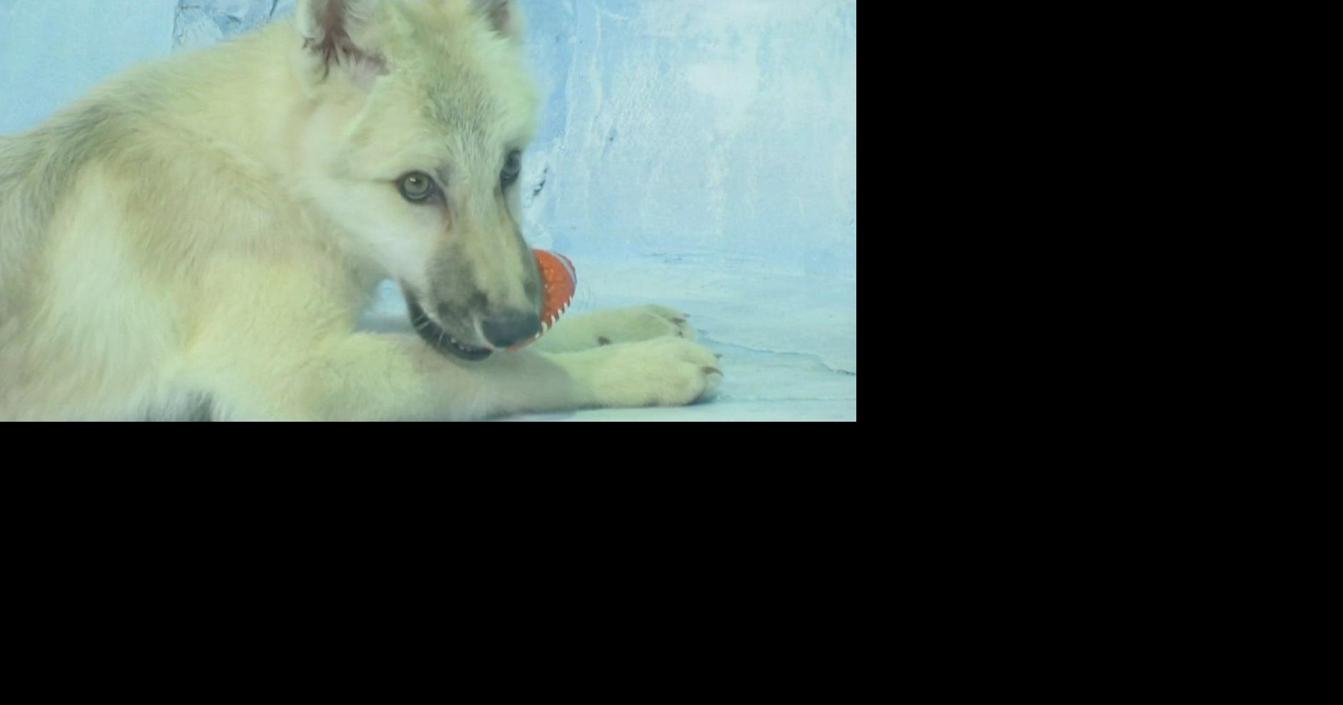 World’s first cloned arctic wolf makes public debut, and more of today ...