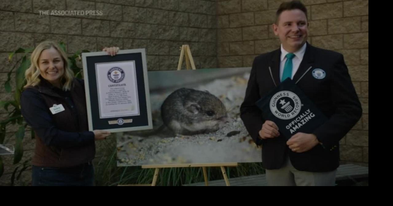 Tiny zoo mouse gets Guinness World Record for longevity at over 9 years old