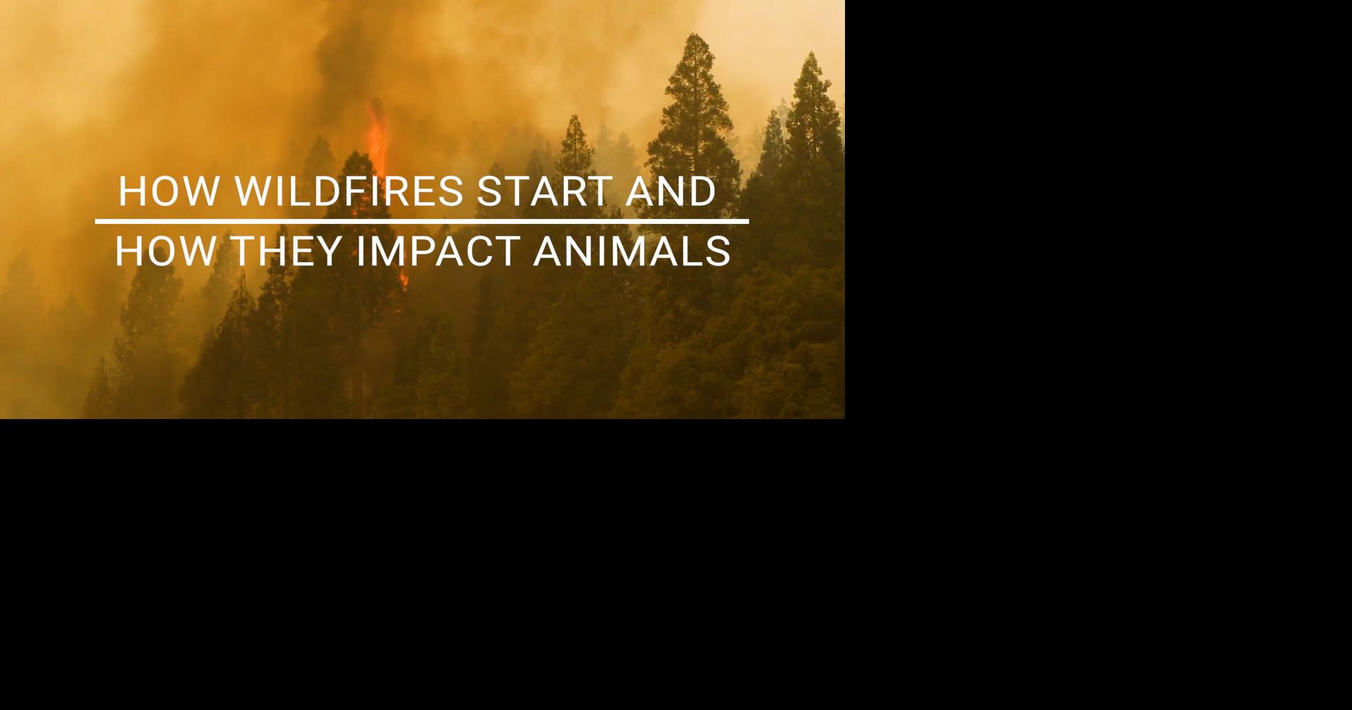 How wildfires start and how they impact animals