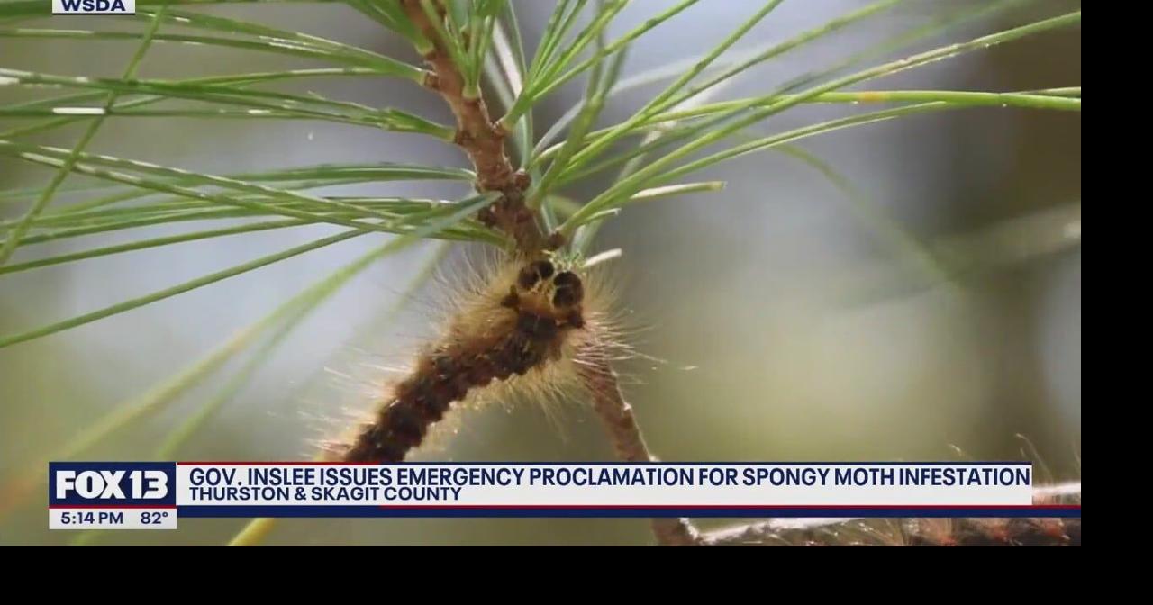 WA governor issues emergency proclamations for spongy moth infestation