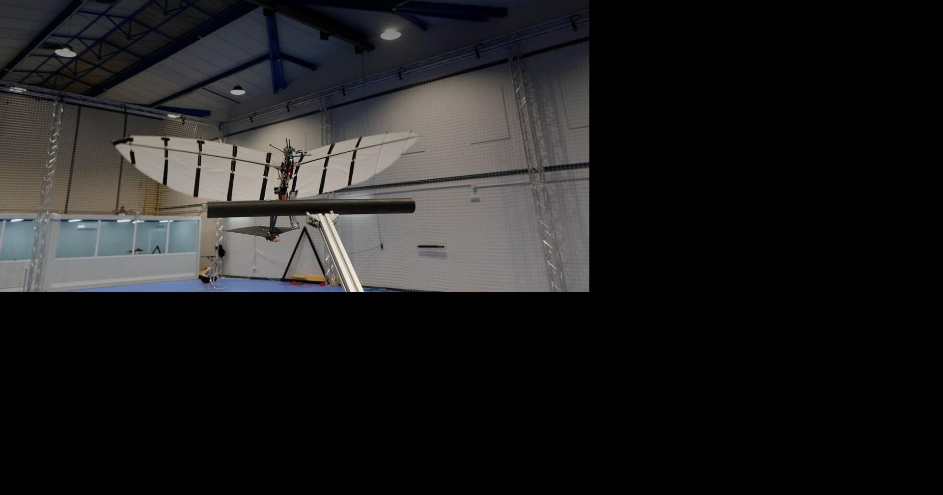 Scientists build first 'ornithopter' that can fly and land like a bird