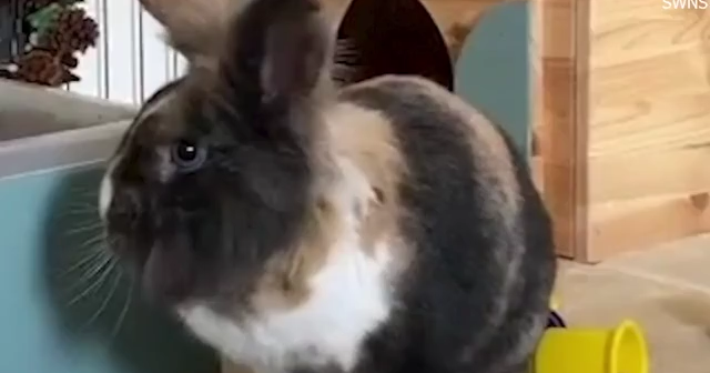 This animal lover in the U.K. quit her day job to save bunnies