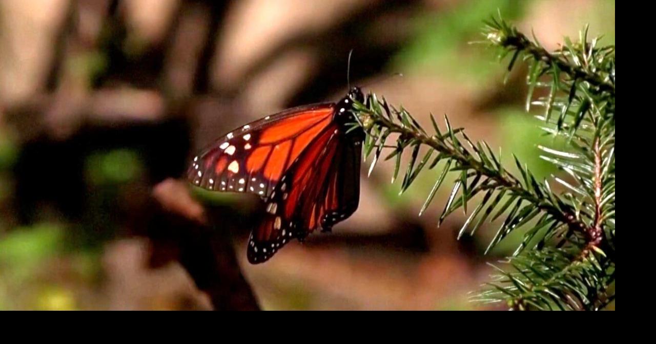 Monarch butterflies are disappearing at an unprecedented rate