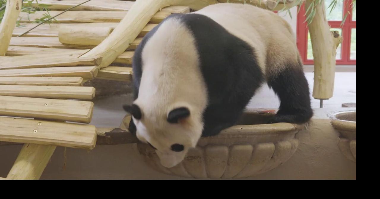 Austria: Hearts Rejoice As Beloved Pandas Begin New Chapter At Vienna Zoo