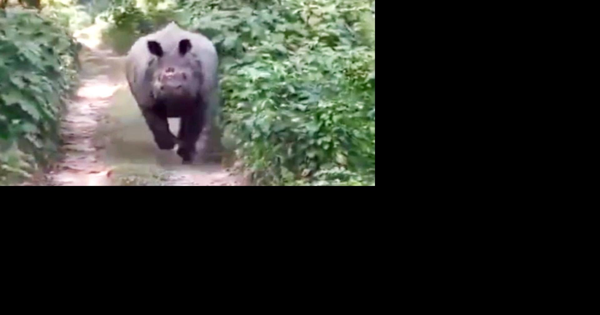 Giant rhino chases Jeep full of safari riders in India