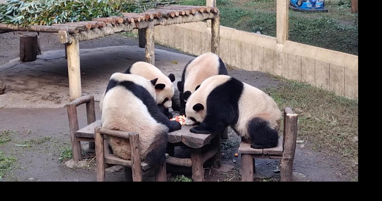 Giant Pandas Have Dinner at Chongqing Zoo in China