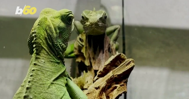 Cuddle with snakes and lizards at this reptile café Malaysia