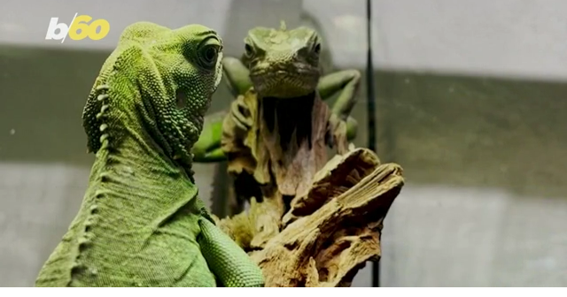 Cuddle with snakes and lizards at this reptile café Malaysia