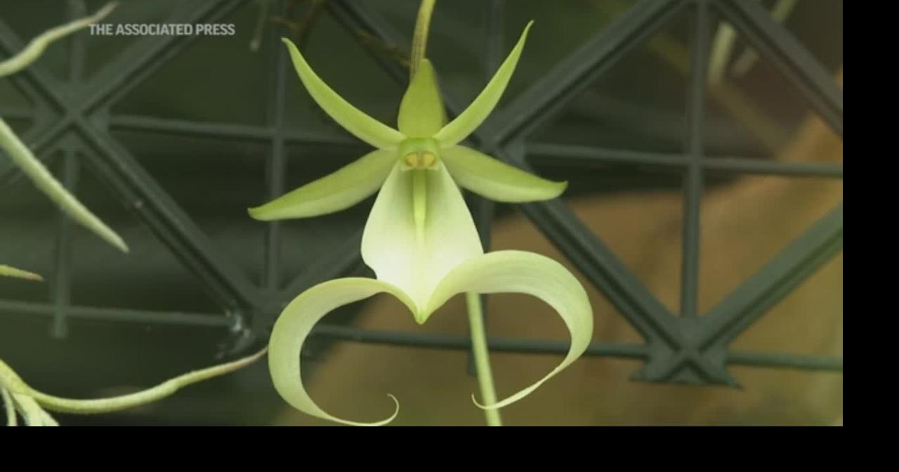 Rare Florida Ghost Orchid flowers in UK first