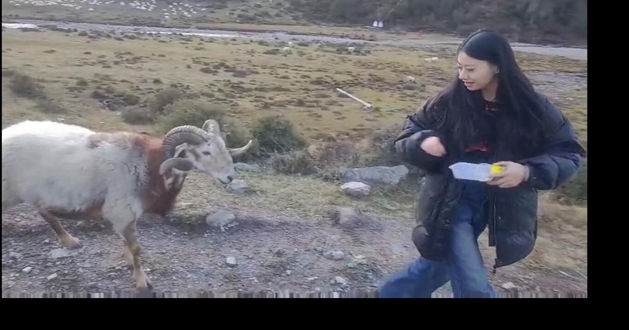 A Girl Getting Hit by A Ram In Gansu, China