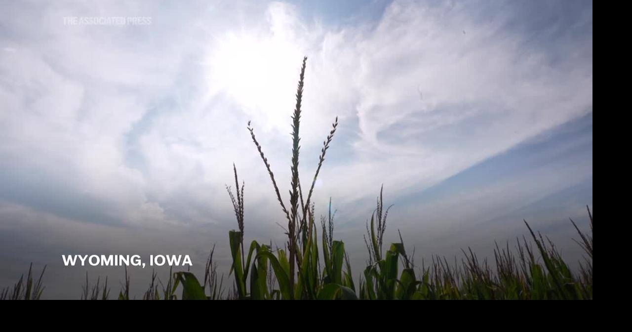 Short corn could replace towering 12-foot stalks as farmers adjust to ...