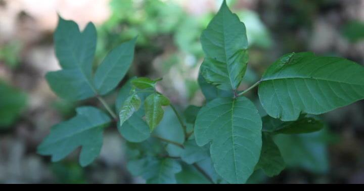 Avoid an itchy rash by identifying these 3 plants