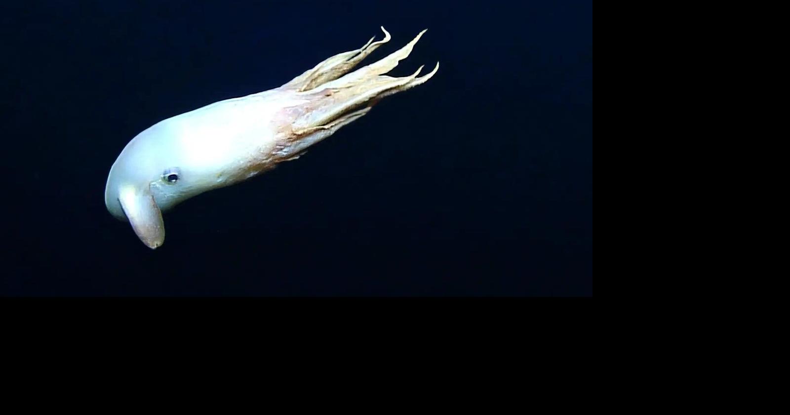 Rare Ghostly "Dumbo" Octopus Spotted On Livestream